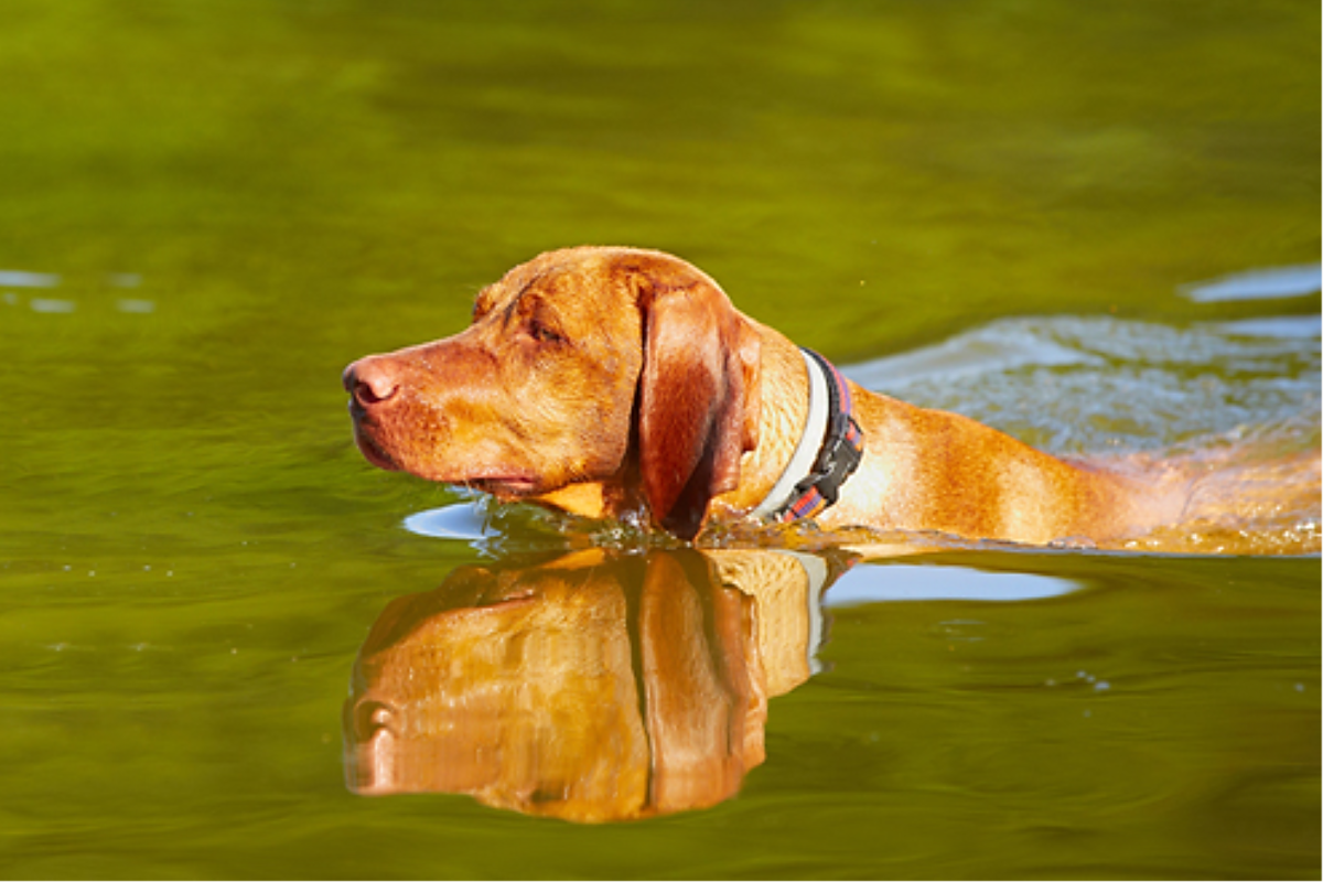 Yellow Boxador Boxer Lab Mix Boxador Breed Traits And Care