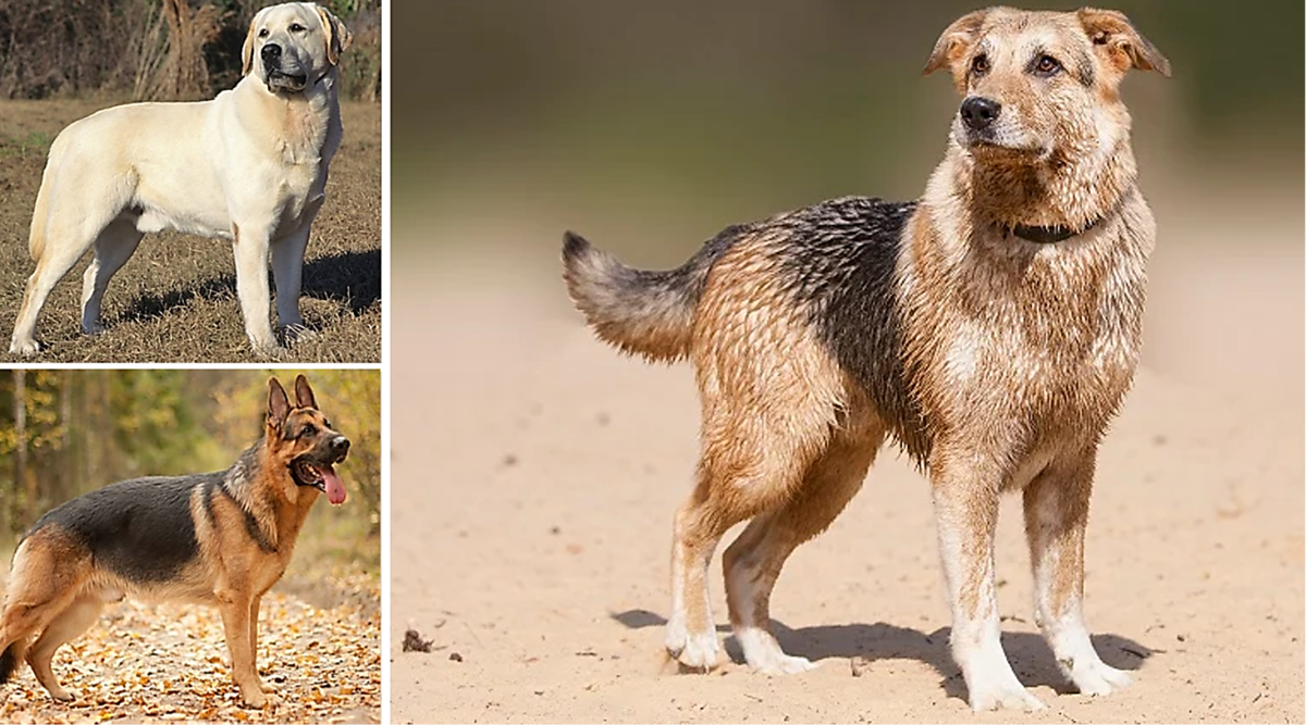 21 Most Popular Labrador Retriever Mix Dog Breeds - HubPages