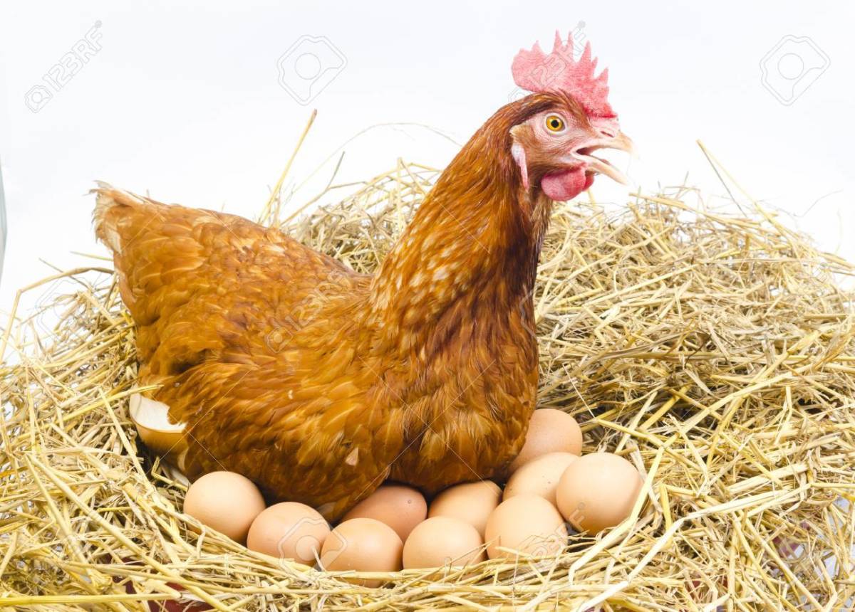 Essential Food Supplements for Hens - HubPages