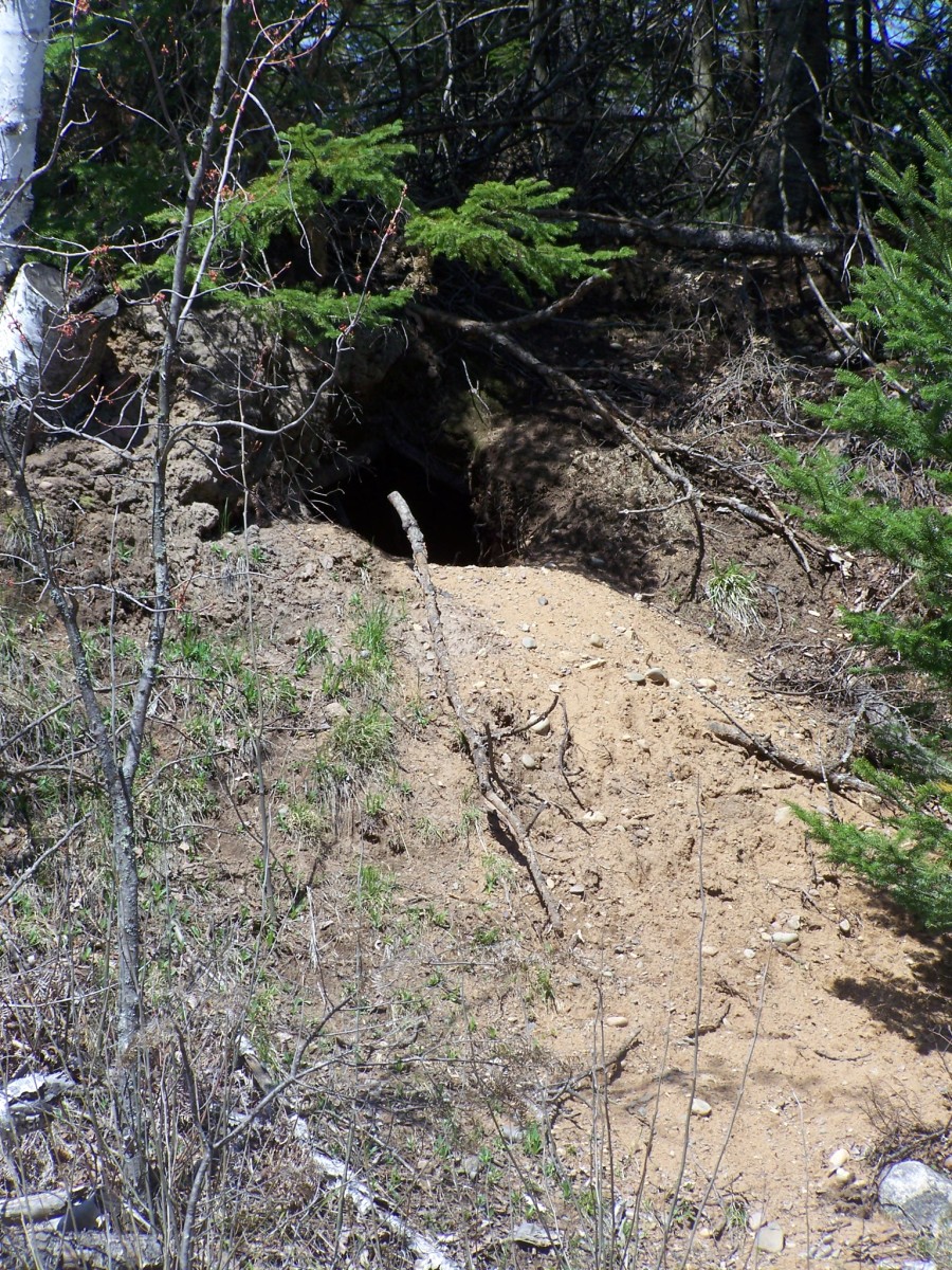 Timber Wolf of the North Endangered or Not. Also Known As The Gray Wolf ...