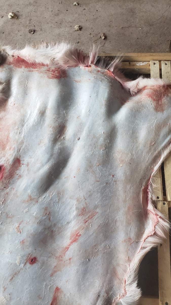 How to Easily Flesh a Hide for Tanning - HubPages