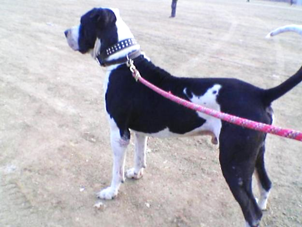 Five Asian Dogs Banned in Other Countries - HubPages