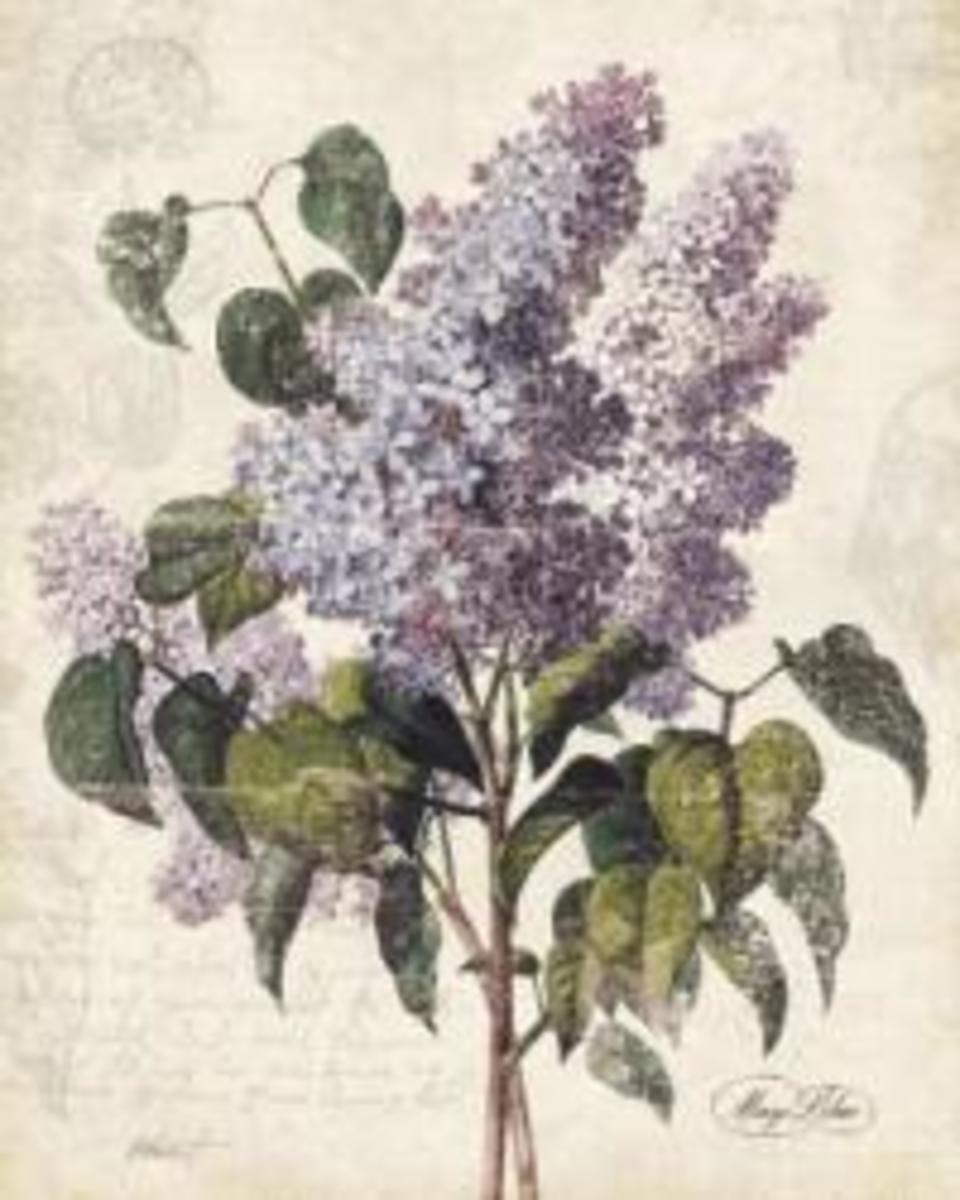 My Ives Family Genealogy - HubPages