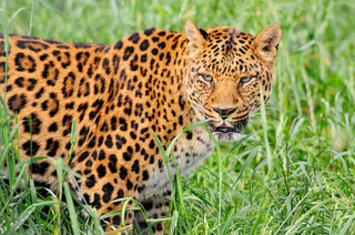 Big Cats Facts and Gifts - HubPages