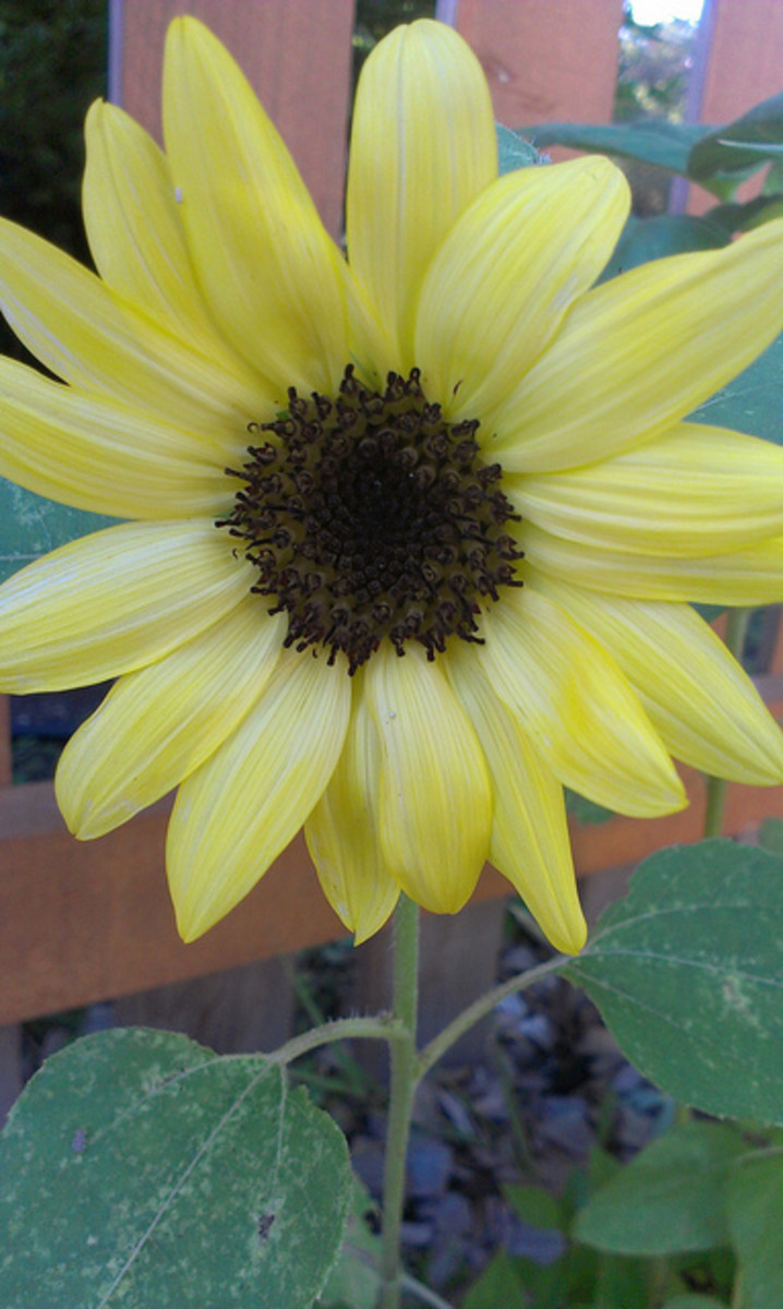 How to Grow Sunflowers (Helianthus Annuus) - HubPages