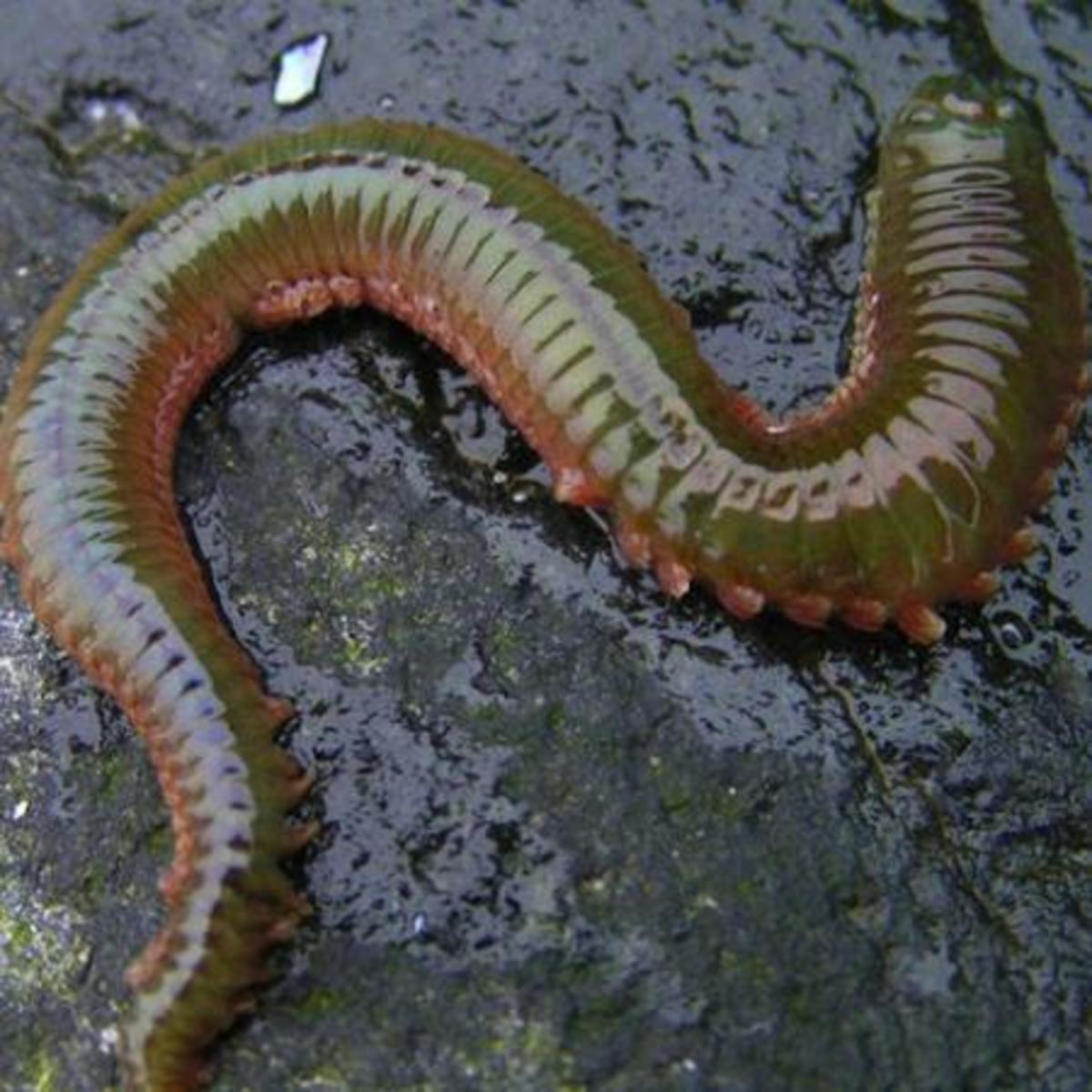 Far Eastern Grey Mullet: From the Sea of Japan to the Sea of Azov ...