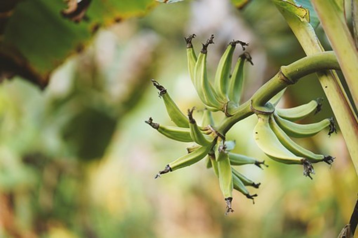 The Unripe Plantain Benefits Your Sex Drive and Sexual Health - HubPages