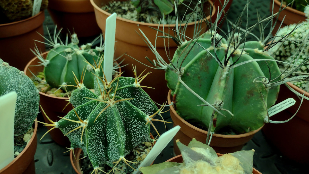 How to Grow Cactus From Seed (With Demo Video and Tips) - Dengarden
