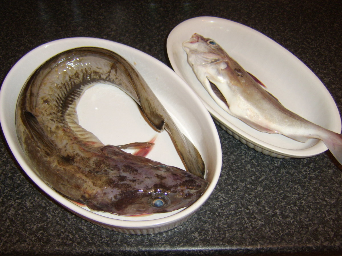 Loch Ryan: Fishing out of Stranraer, Scotland - HubPages