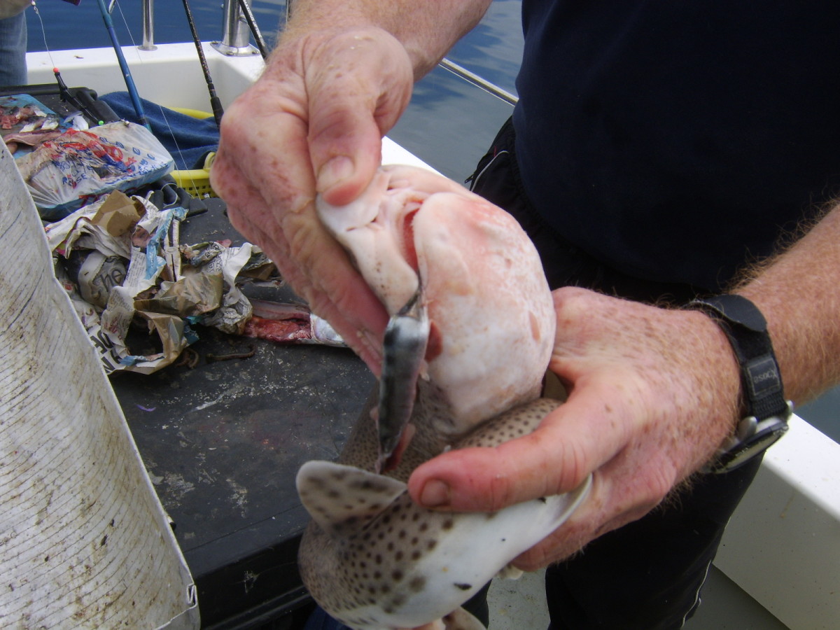 Loch Ryan: Fishing out of Stranraer, Scotland - HubPages