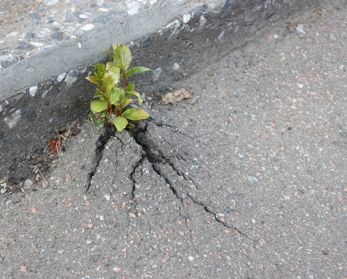 What Would the World Be Like If Humans Disappeared? - HubPages