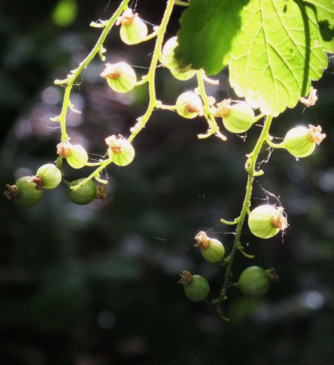 HSP Living: The Highly Sensitive Person and the Healing Power of Nature ...