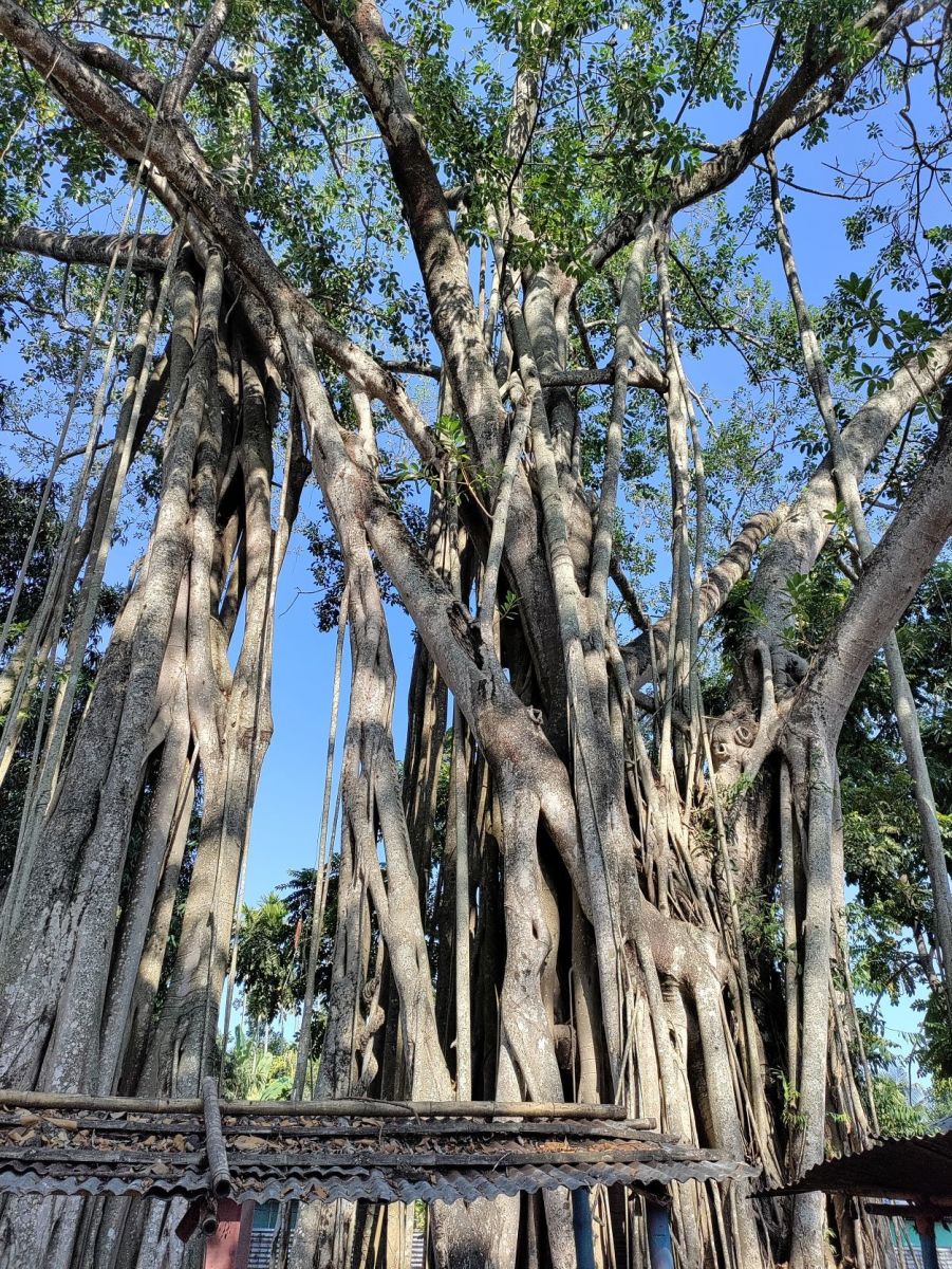 Shiva, Shivalingam, Mukhalingam and Ketekeshwar Devalaya, Tezpur, Assam ...