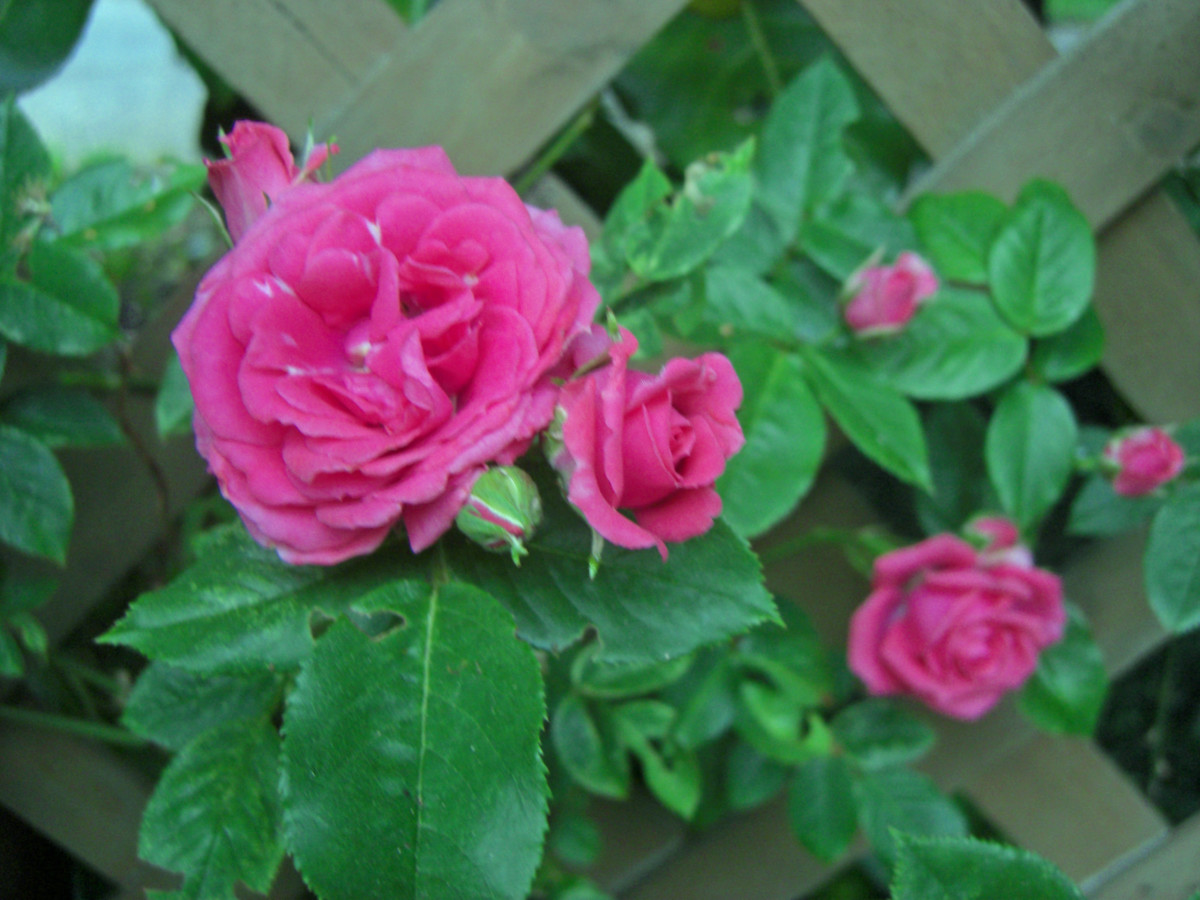 How To Grow A Cottage Garden - HubPages