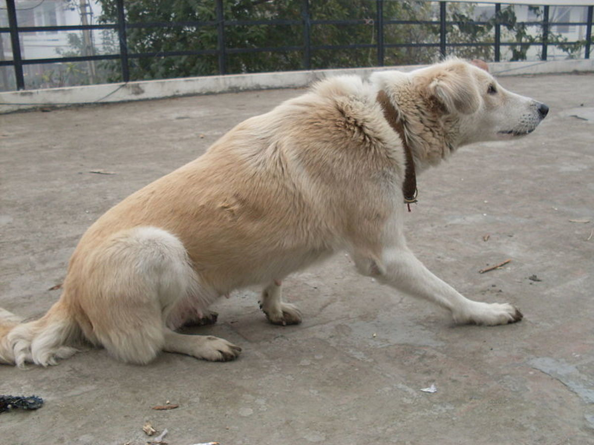 Why Your Dog has Phobias and How to Help It - HubPages