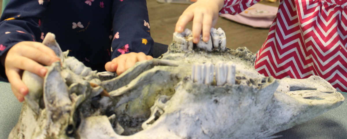 Mammals Lesson Plan - HubPages