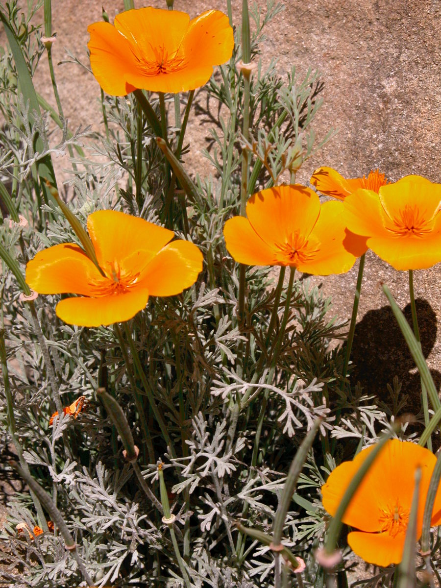 Four Invasive Flowering Plants - HubPages