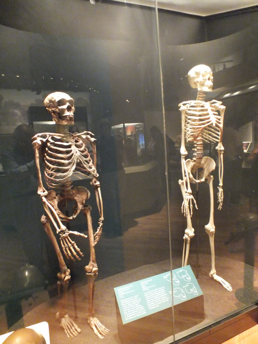 Unearthing Neanderthal's Human Legacy - HubPages