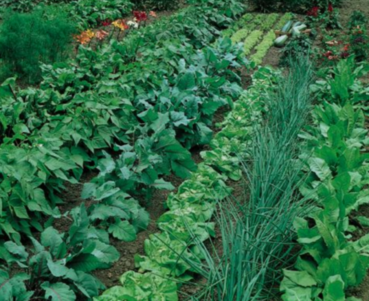 Gardening ideas and Tips for Beginners - HubPages