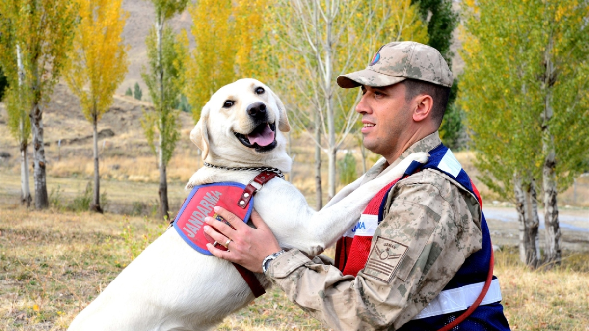 The 20 Military Working Dog Breeds - HubPages
