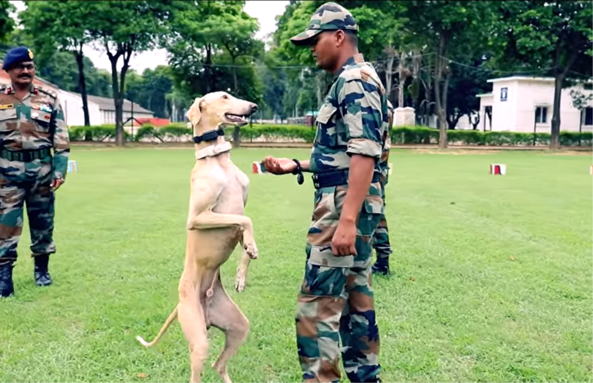 The 20 Military Working Dog Breeds - HubPages