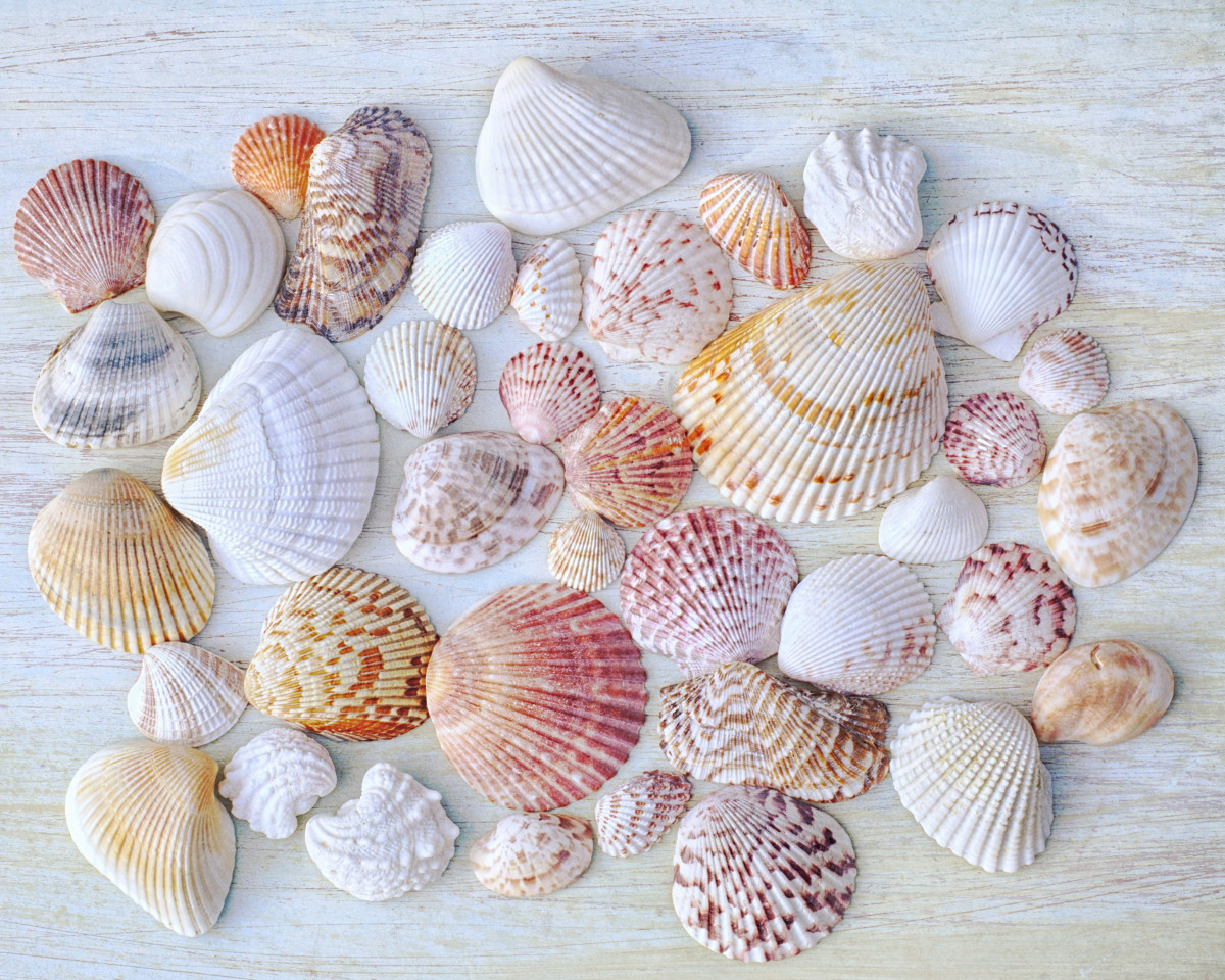 Curious Collectors of Clam Shells; Identification and Interesting Facts ...