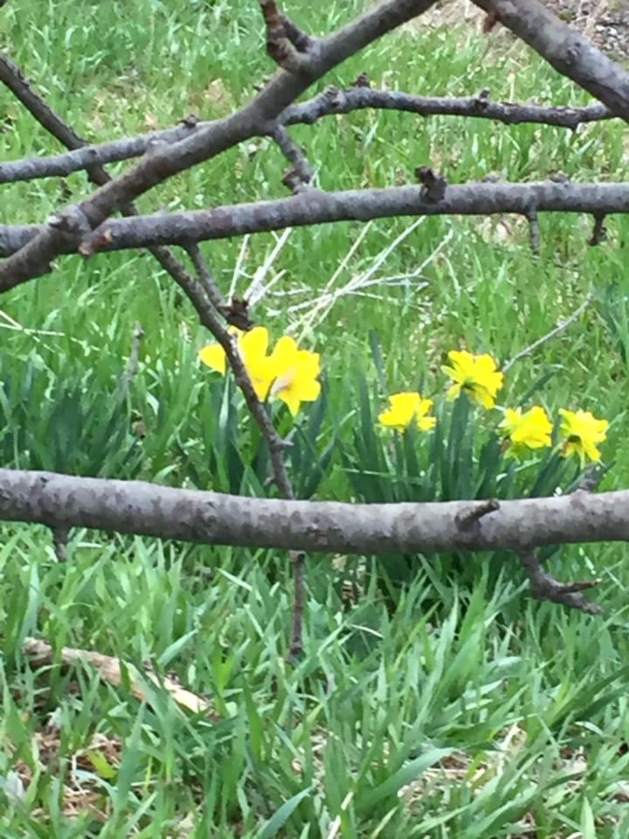 Spring To Me Means Sunshine - LetterPile