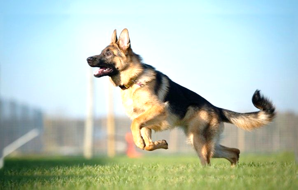 Seven Dog Breeds That Served in First World War (WWI) - HubPages