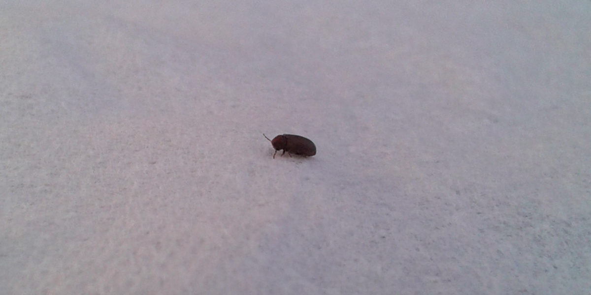 What Are The Little Black Bugs In My House All Of A Infoupdate