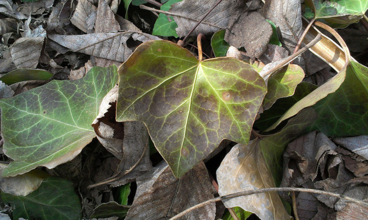 Ten Easy Vines for the Home Gardener - HubPages