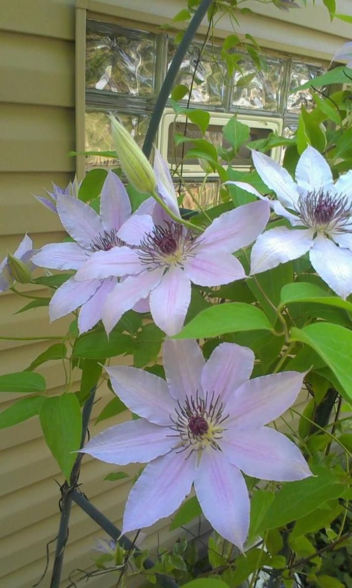 Ten Easy Vines for the Home Gardener - HubPages