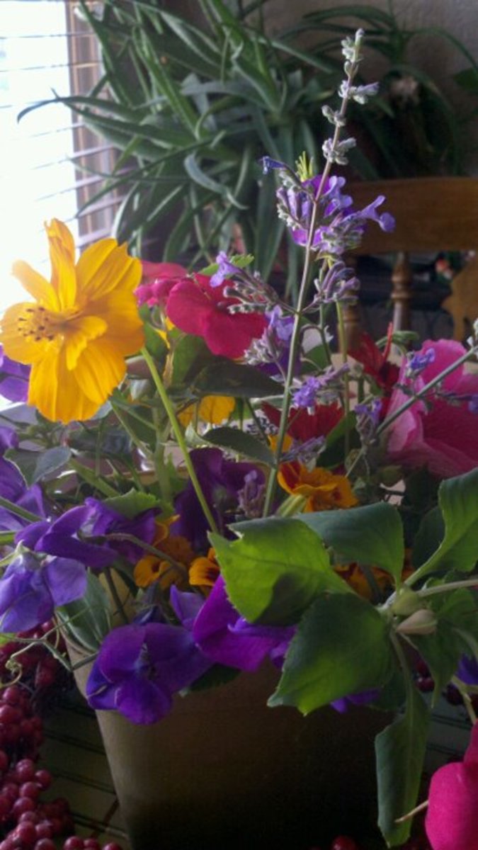 Ten Easy Vines for the Home Gardener - HubPages