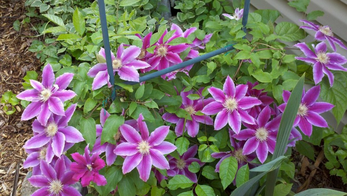 Ten Easy Vines for the Home Gardener - HubPages