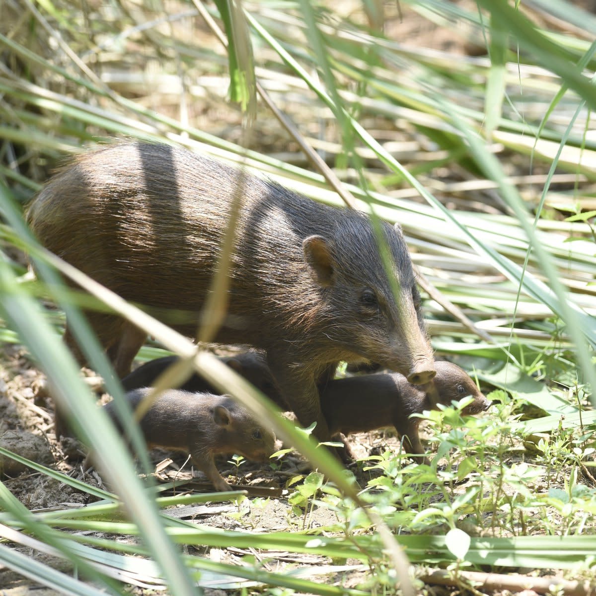 World Pig Day - HubPages