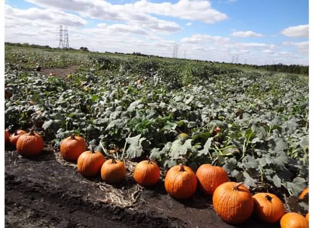 Agritourism in Illinois - HubPages