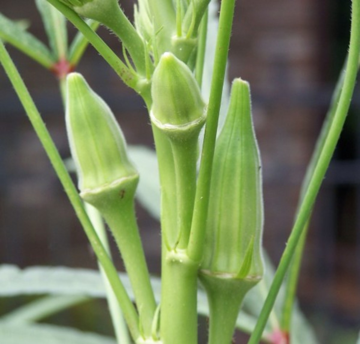 How to Grow Okra - HubPages