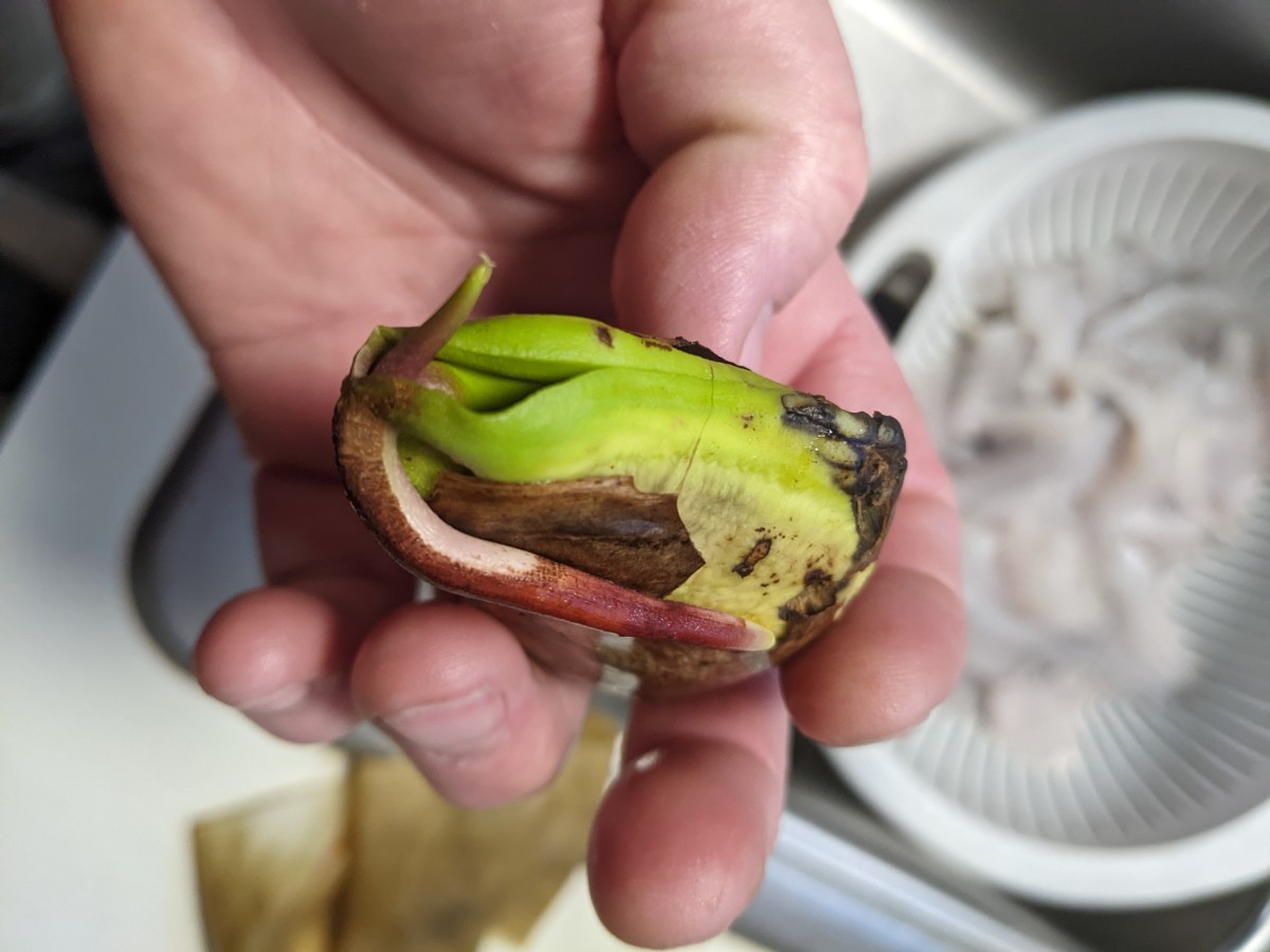 Mango Seed Germination