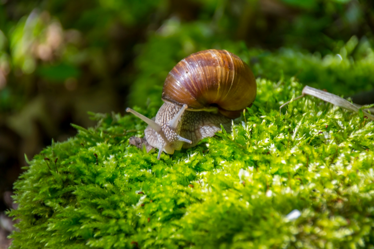 10 Interesting Facts About Snails HubPages