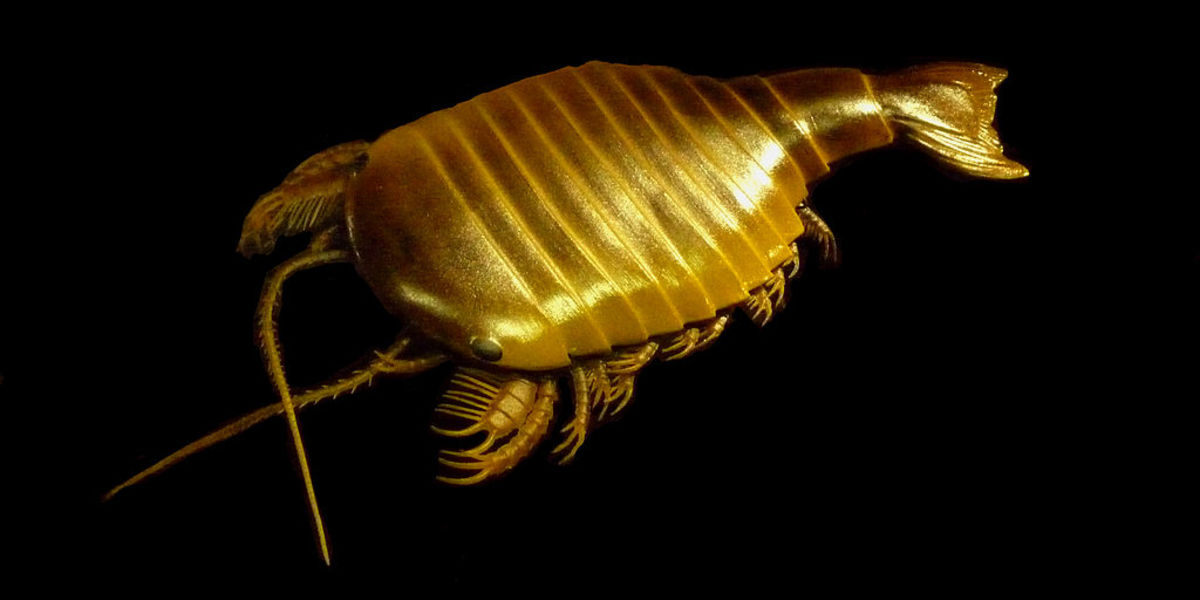 The Evolution of Spiders and Their Remarkable Adaptations - HubPages