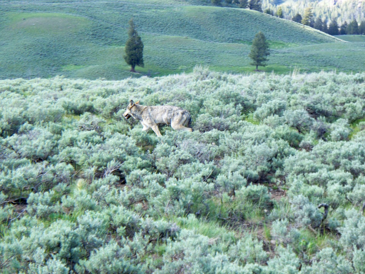 Types of Wildlife in Yellowstone National Park - HubPages