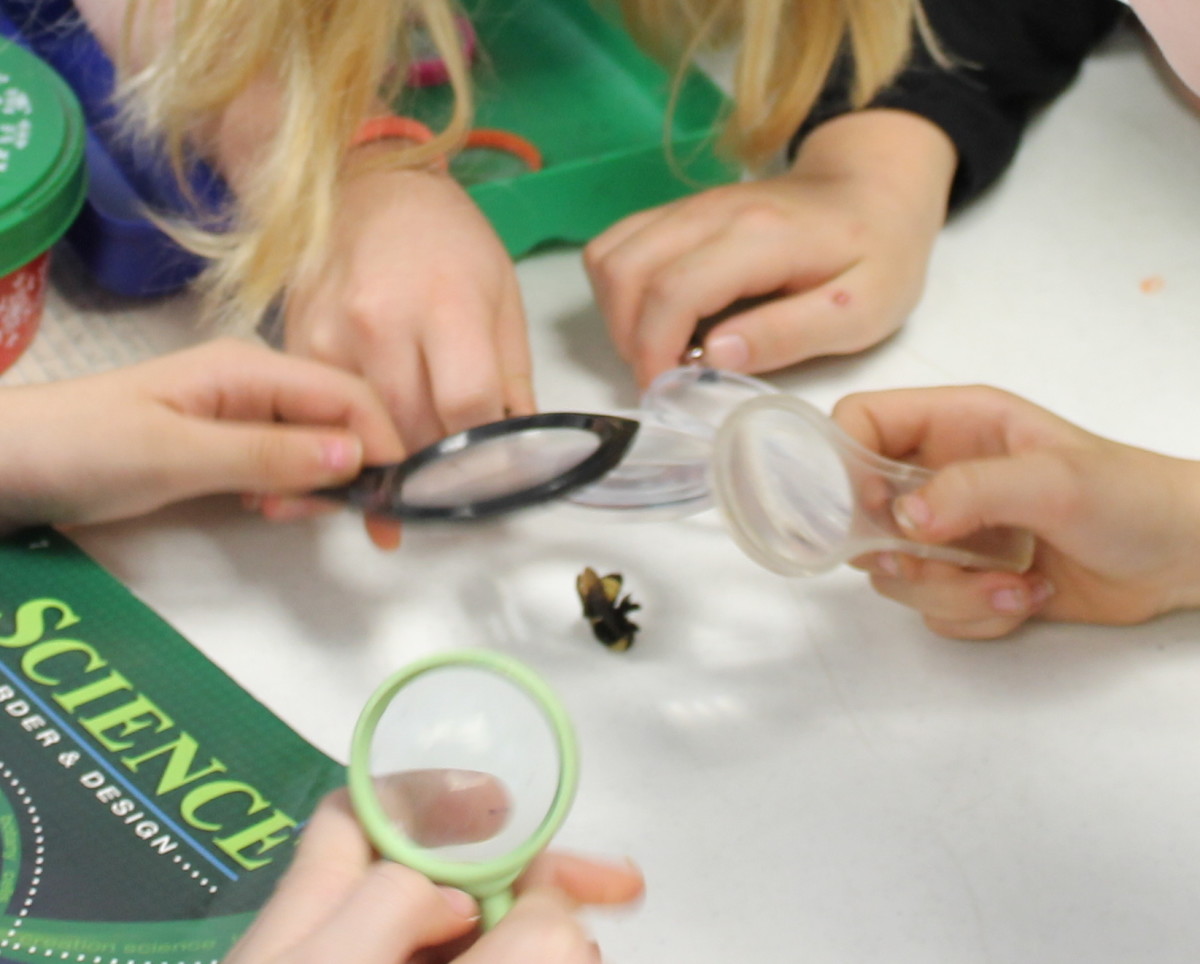 Singing and Social Insects STEM Lesson Plan for Middle School Biology ...