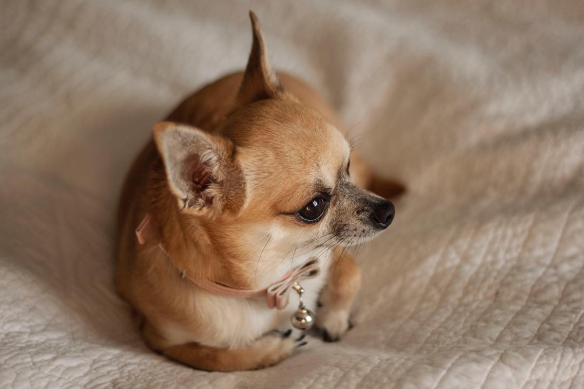 Five Great Dog Breeds From Latin America - PetHelpful