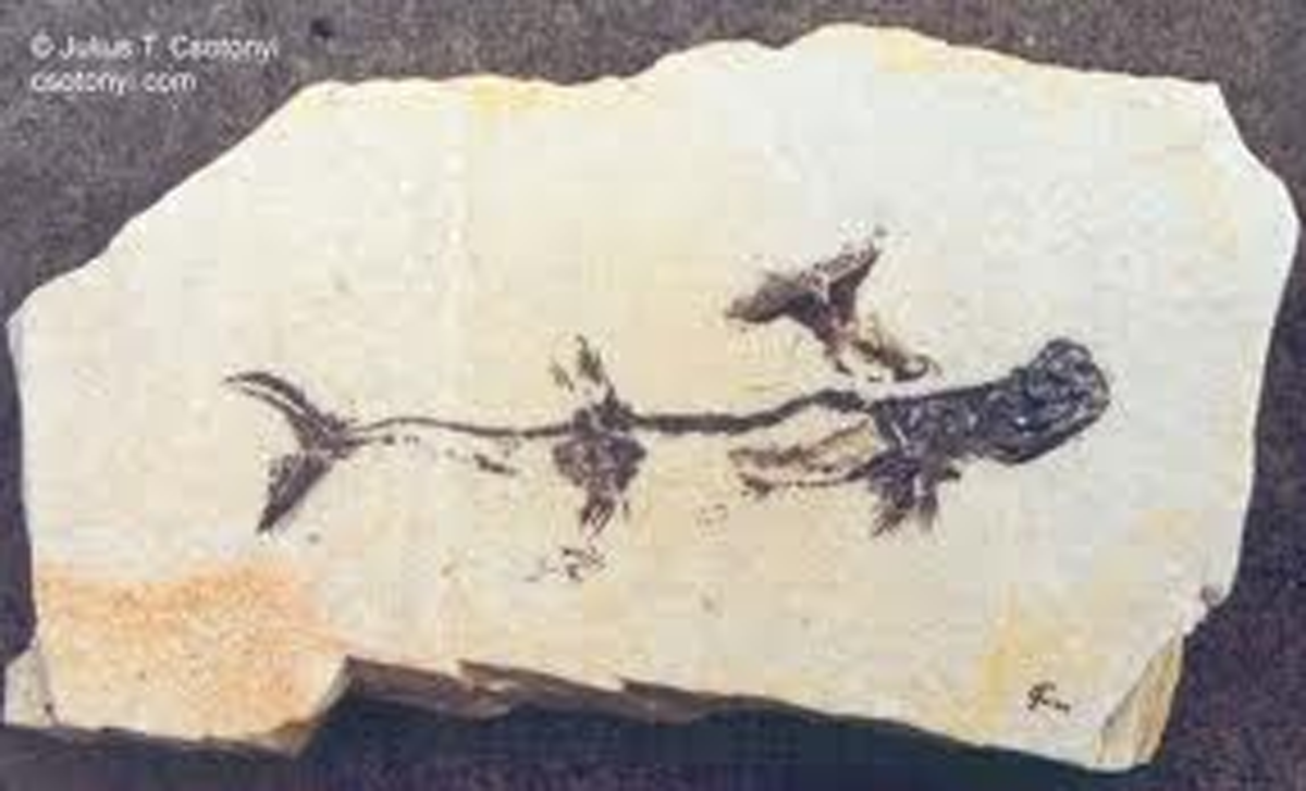 Earth's Earliest Gigantic and Bizarre Creatures - HubPages