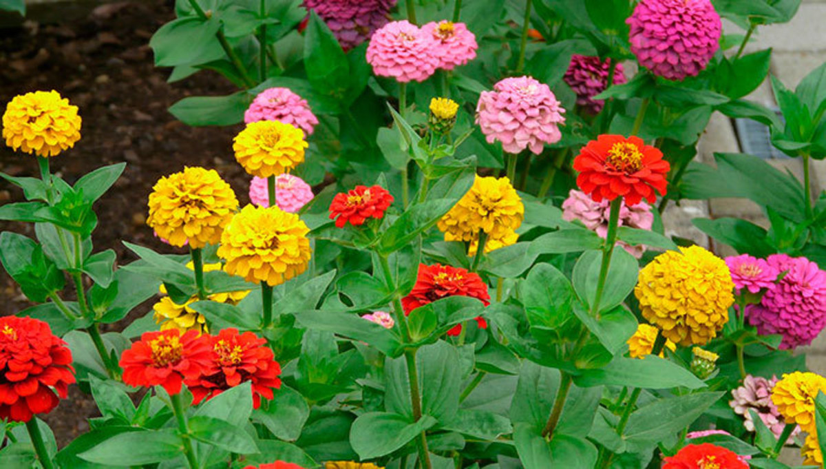 10 Easy-to-Grow Flowers For Your Garden - HubPages