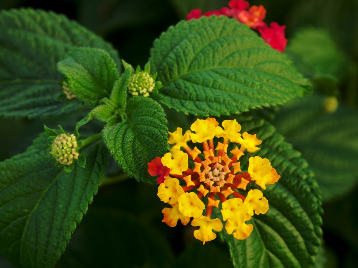 10 Easy-to-Grow Flowers For Your Garden - HubPages