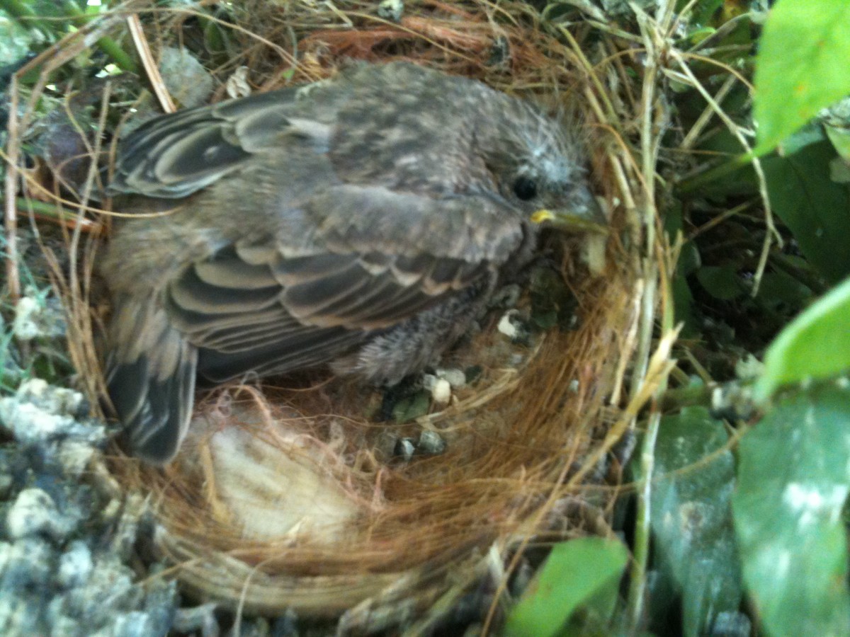 Nesting Baby Birds - Pictures and Video - HubPages