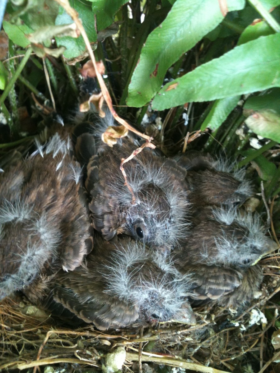 Nesting Baby Birds - Pictures and Video - HubPages