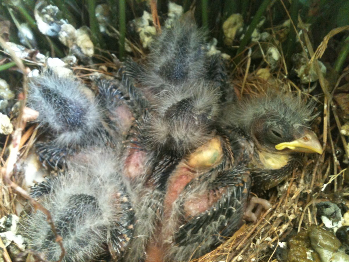 Nesting Baby Birds - Pictures and Video - HubPages