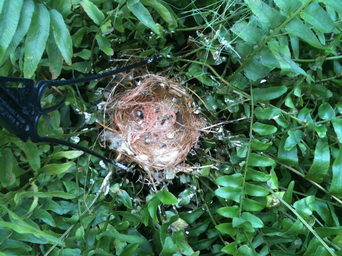 Nesting Baby Birds - Pictures and Video - HubPages