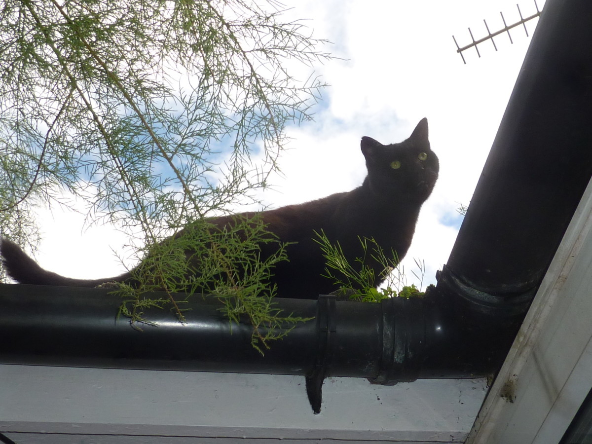 Do Cats Show Compassion? - LetterPile